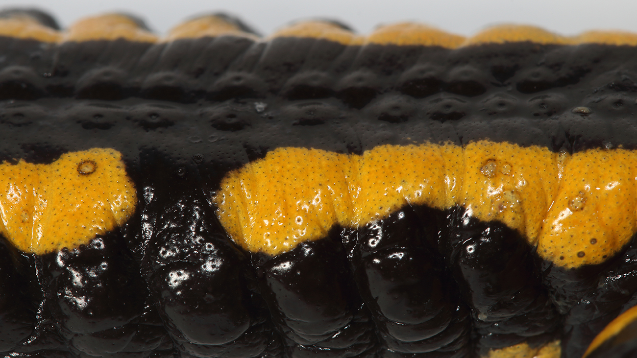 Saving Frogs and Salamanders from imported plagues - Citizen Conservation