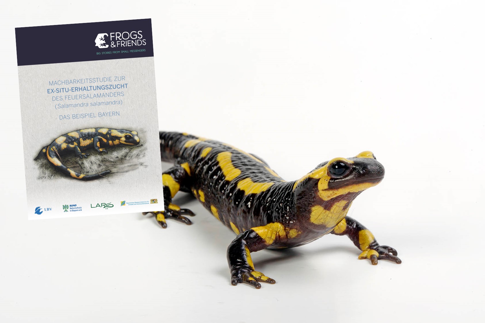 How to build an ark for Fire salamanders? - Citizen Conservation