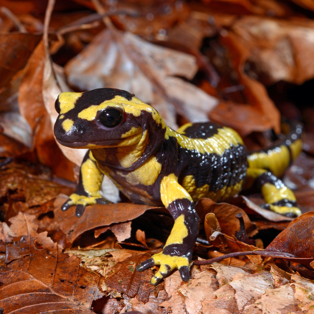 Mitteleuropäischer Feuersalamander - Citizen Conservation